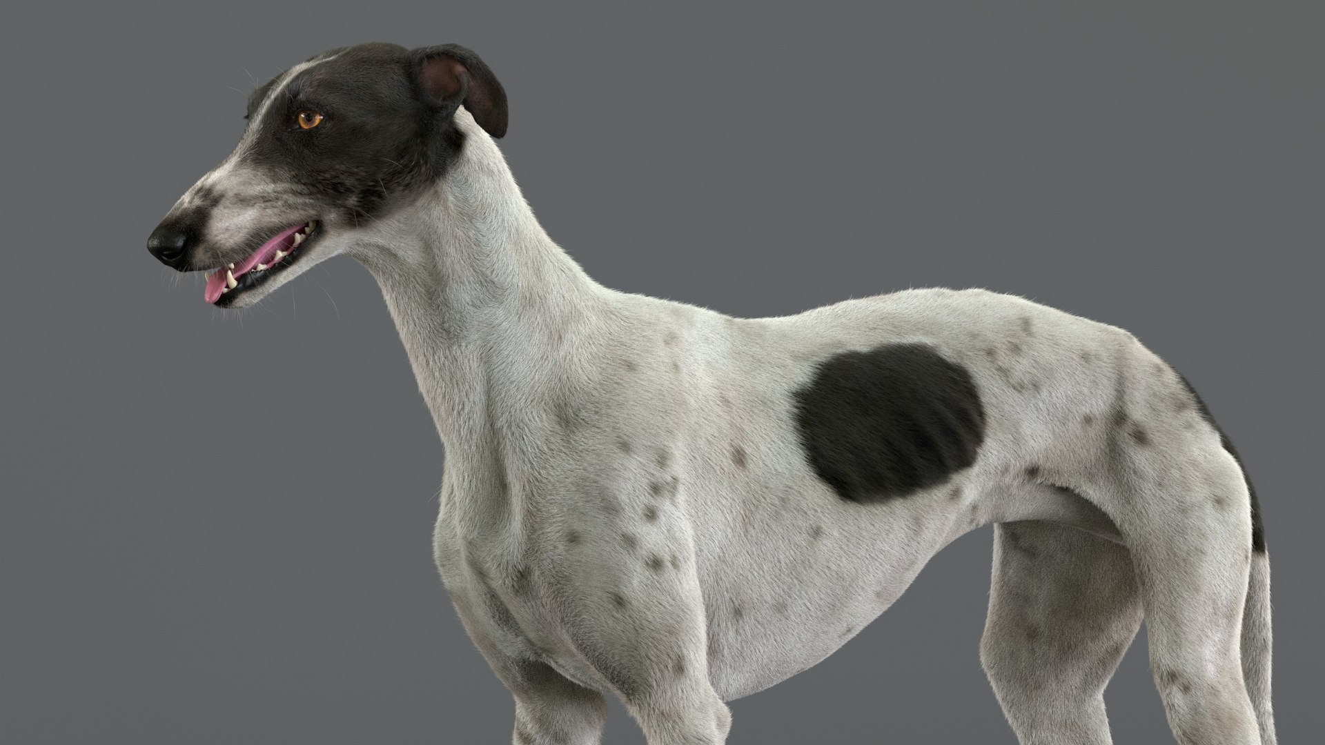 3D Realistic Greyhound Fur Rig Model - TurboSquid 1552033