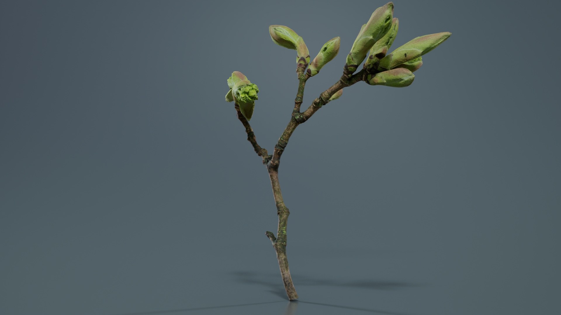 Acer Opalus Mill Italian Maple Sapindaceae Sprout Remastered 3D Model ...