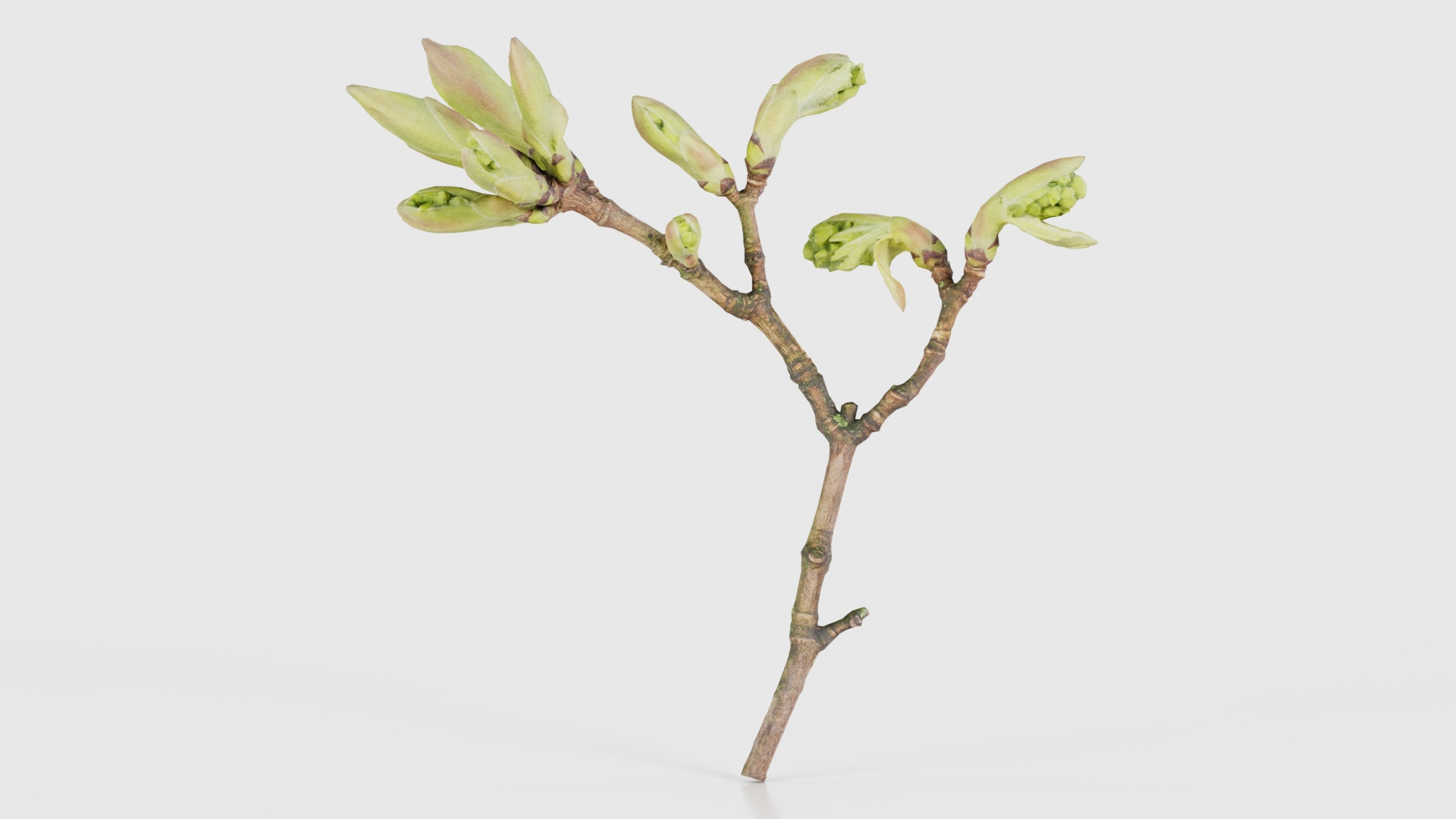 Acer Opalus Mill Italian Maple Sapindaceae Sprout Remastered 3D Model ...