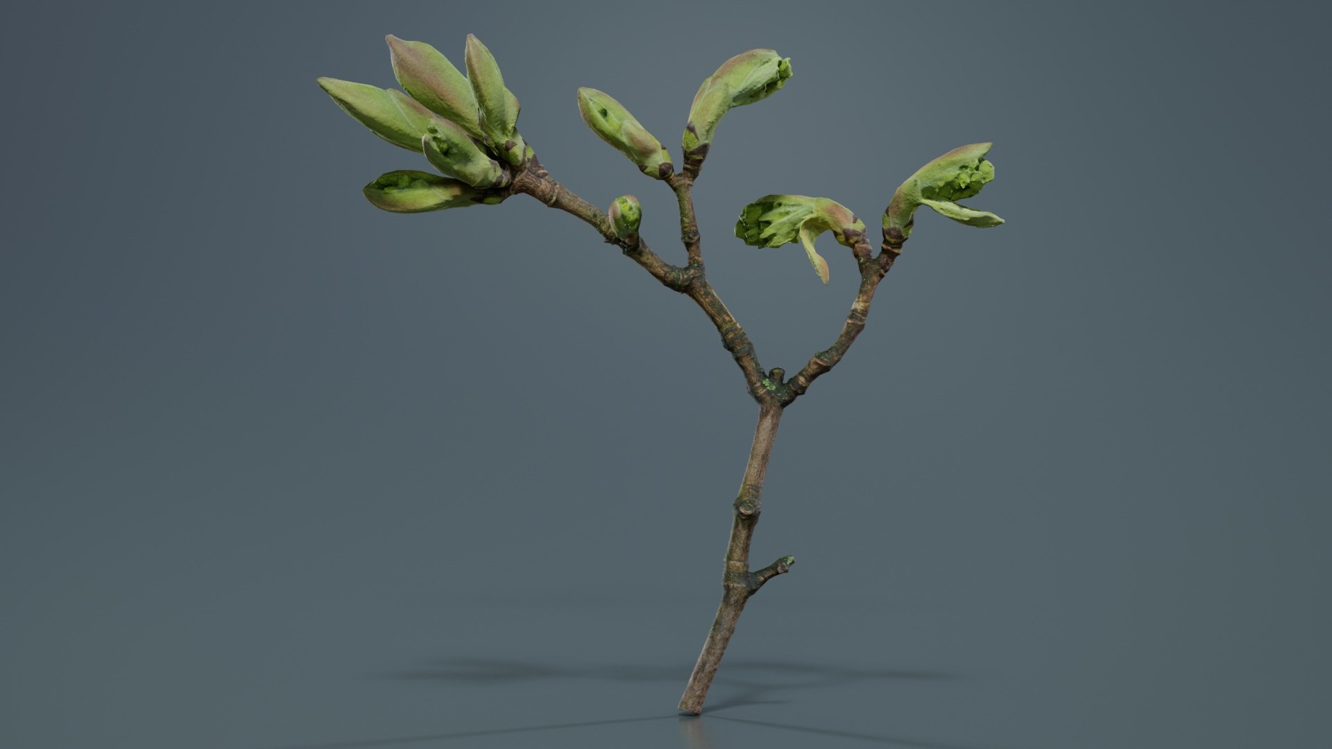 Acer Opalus Mill Italian Maple Sapindaceae Sprout Remastered 3D Model ...