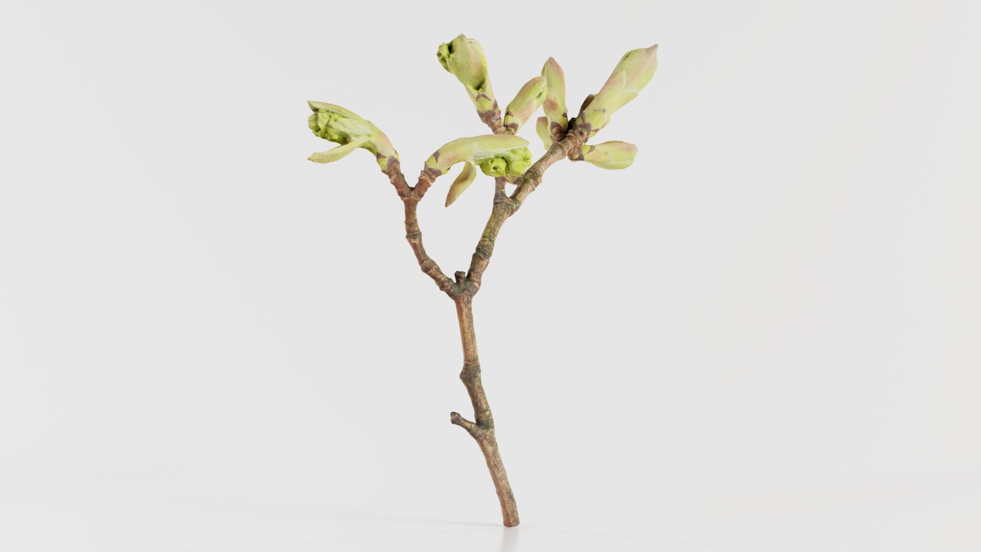 Acer Opalus Mill Italian Maple Sapindaceae Sprout Remastered 3D Model ...