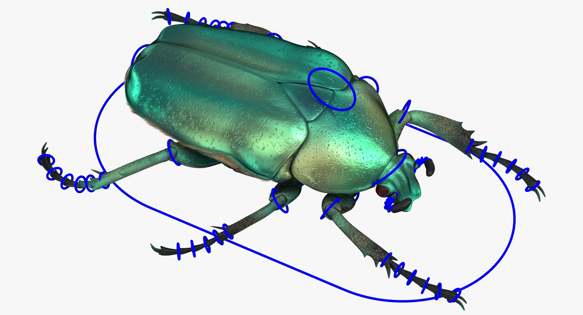 Green Scarab Beetle Rigged 3D - TurboSquid 1375613