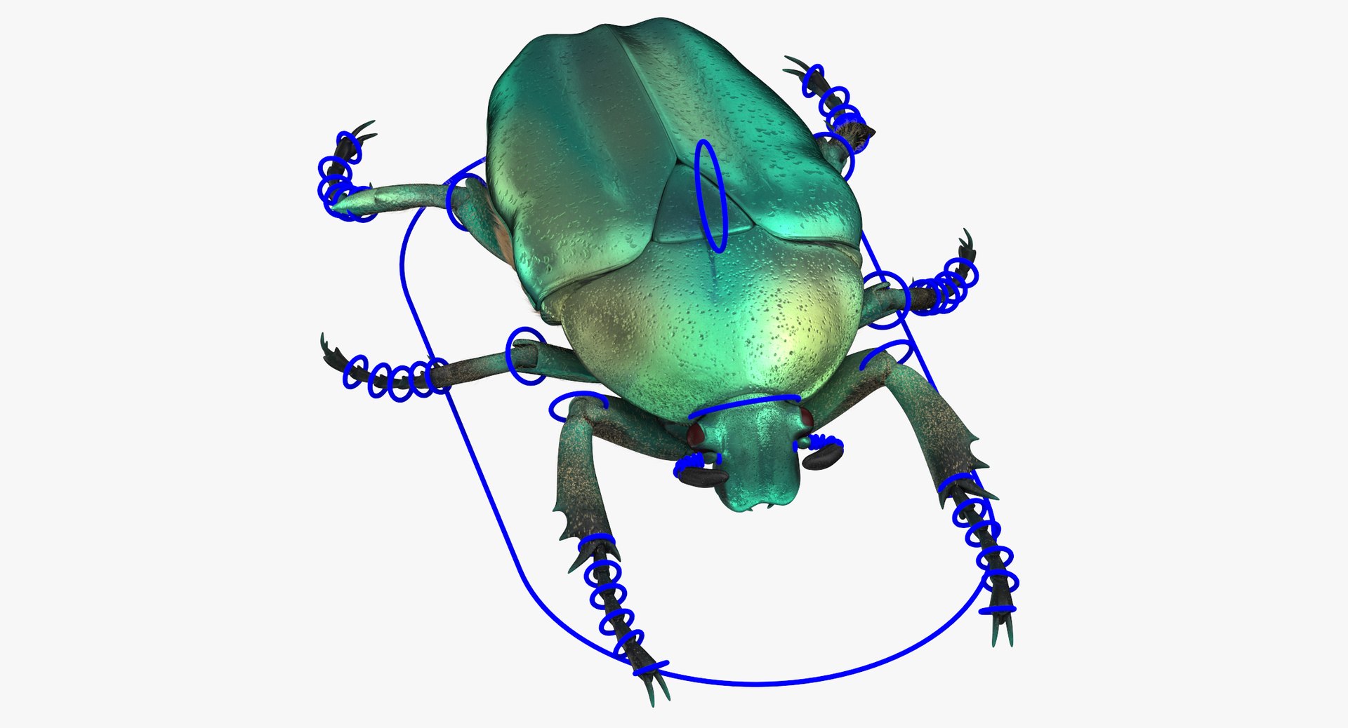 Green Scarab Beetle Rigged 3D - TurboSquid 1375613