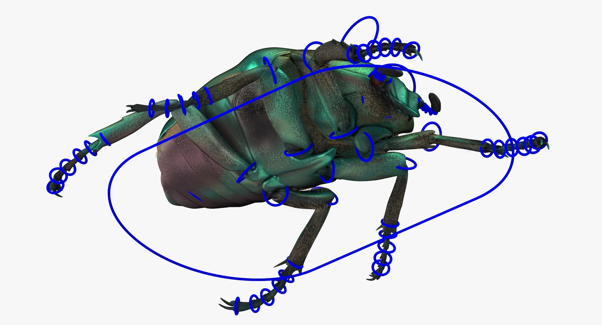 Green Scarab Beetle Rigged 3D - TurboSquid 1375613