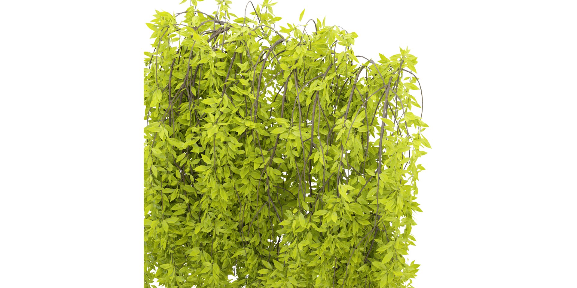 3D Collection Plant Vol 281 - Blender Model Model - TurboSquid 2091635