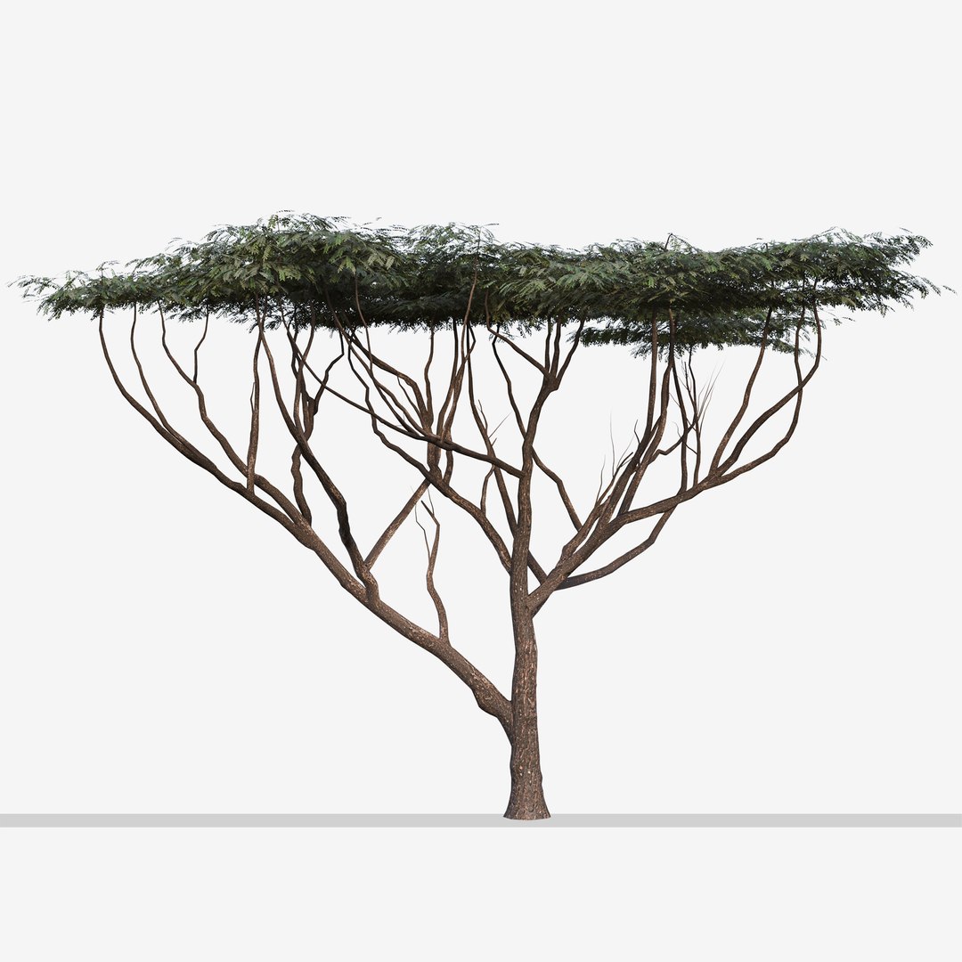 Set Of Acacia Tortilis Or Vachellia Tortilis Tree - 2 Trees 3D Model ...