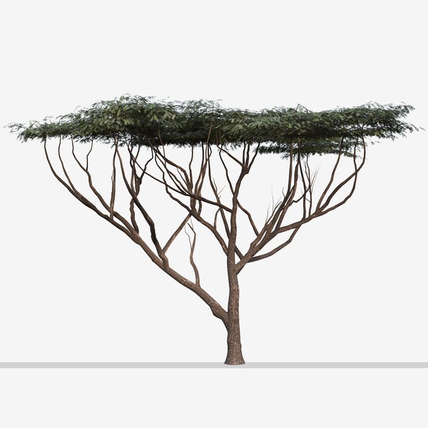 Set of Acacia tortilis or Vachellia tortilis Tree - 2 Trees3D模型 - TurboSquid 2000751