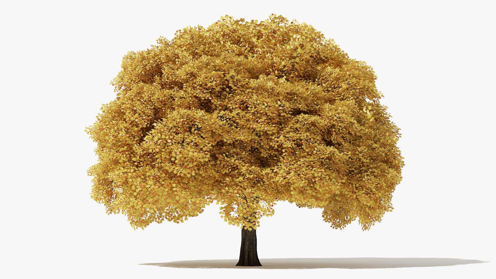 3D Autumn Norway Maple Tree Model - TurboSquid 1478808