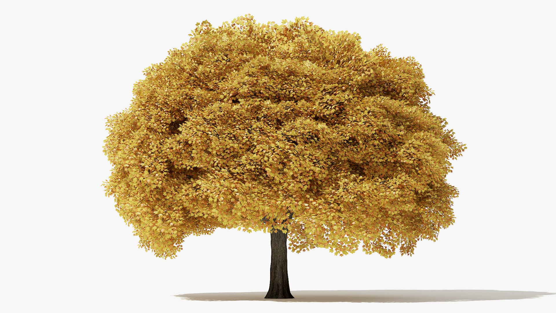 3D Autumn Norway Maple Tree Model - TurboSquid 1478808