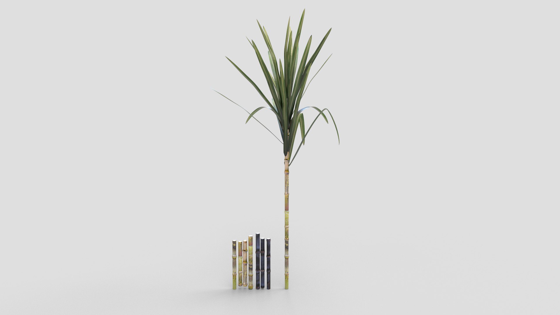 3D sugar cane - TurboSquid 2050269