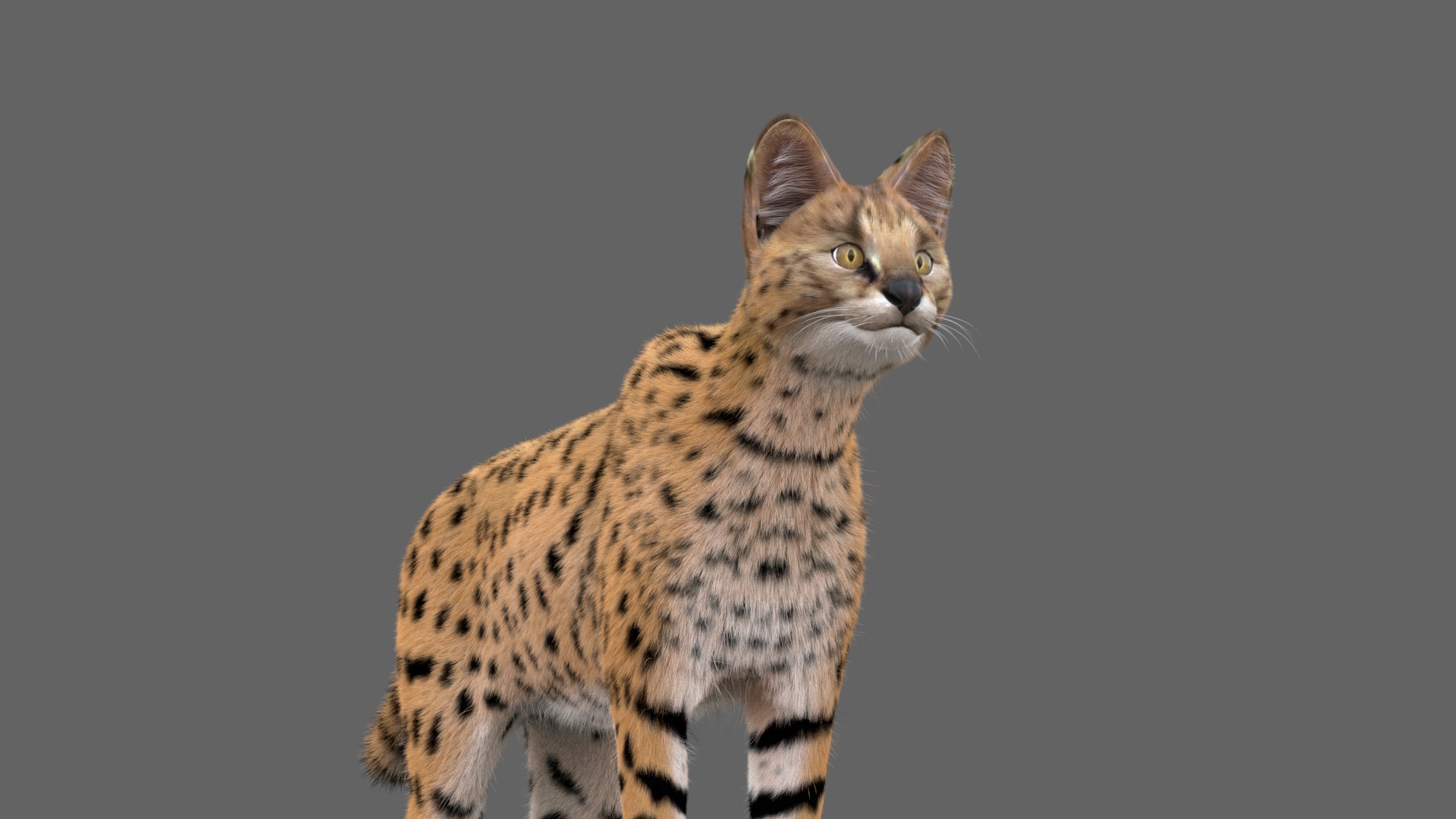 Serval 3D Model - TurboSquid 2000619