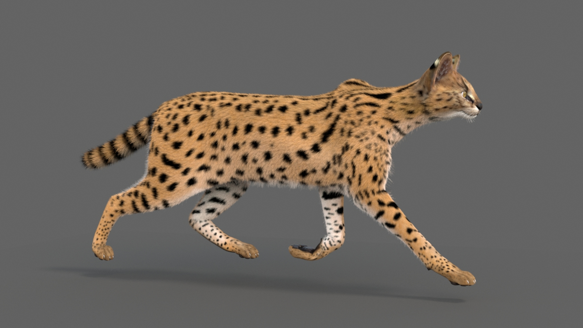 Serval 3D Model - TurboSquid 2000619