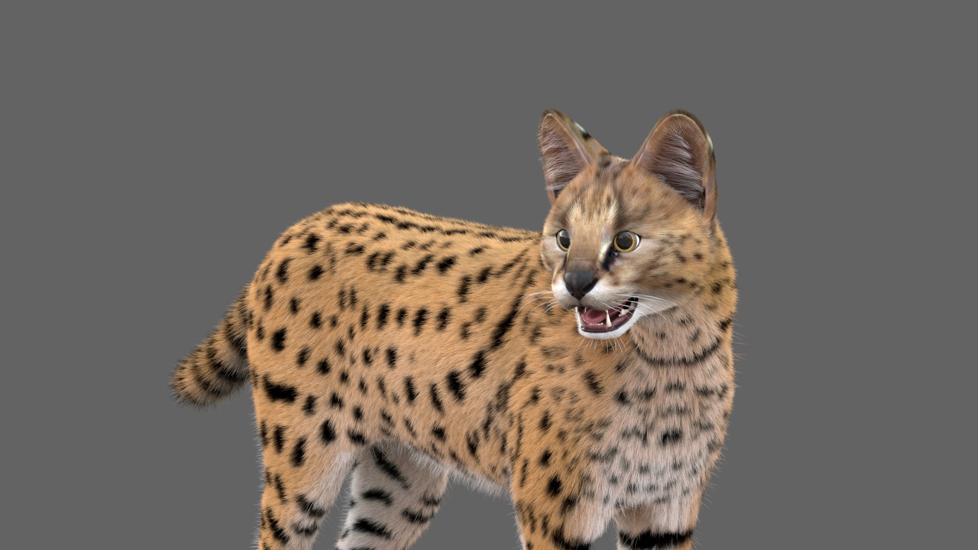 Serval 3D Model - TurboSquid 2000619