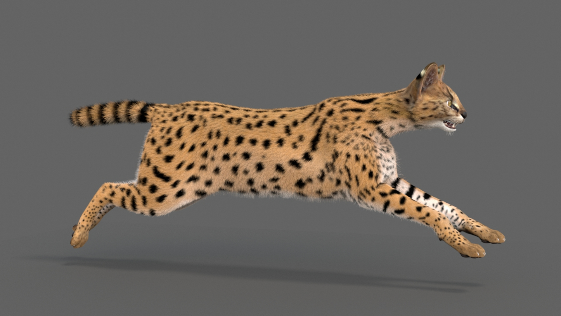Serval 3D Model - TurboSquid 2000619