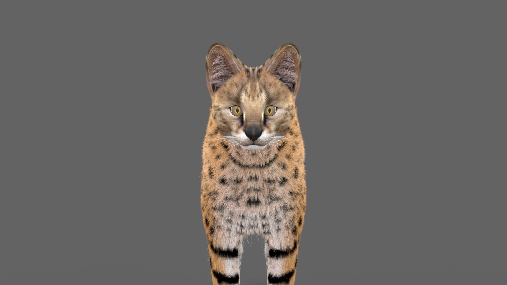 Serval 3D Model - TurboSquid 2000619