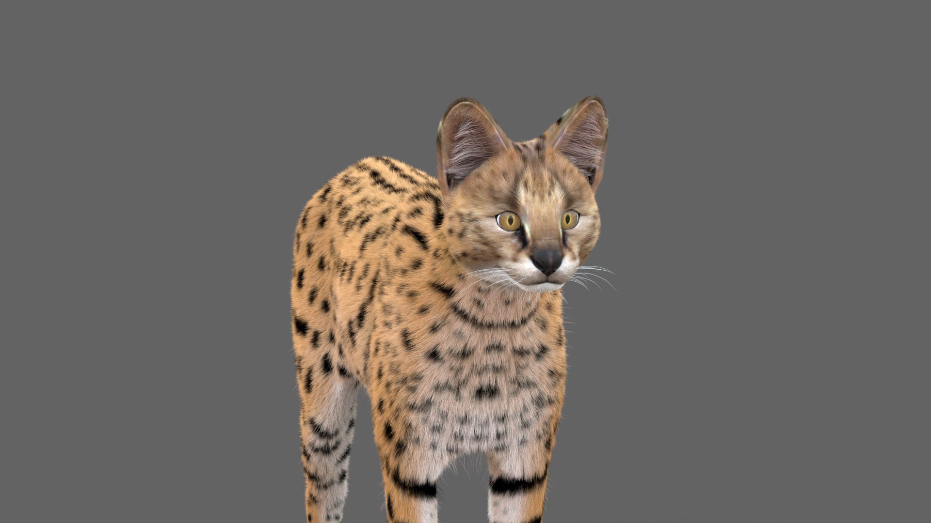 Serval 3D Model - TurboSquid 2000619