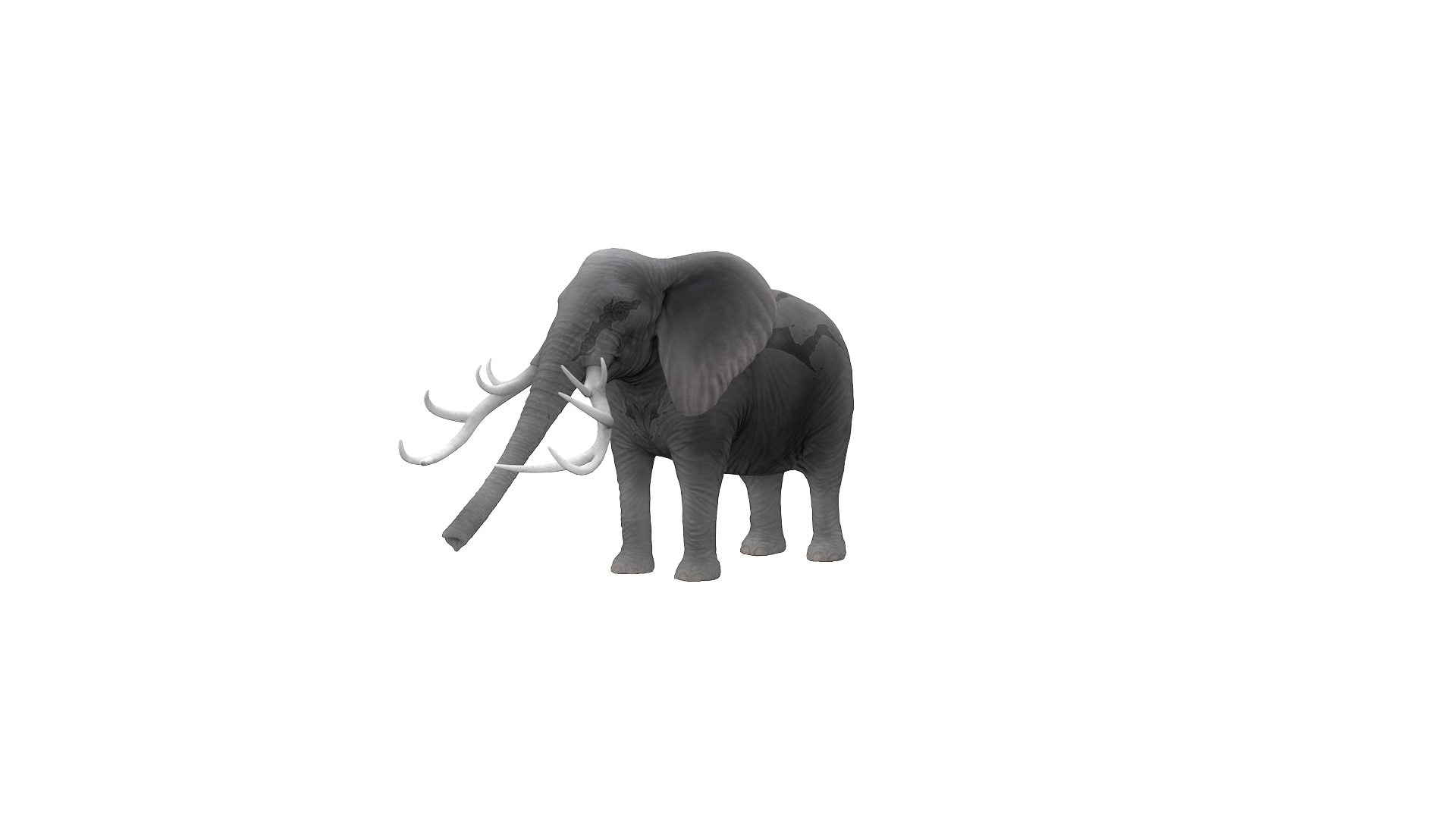 Elephant model - TurboSquid 1839735