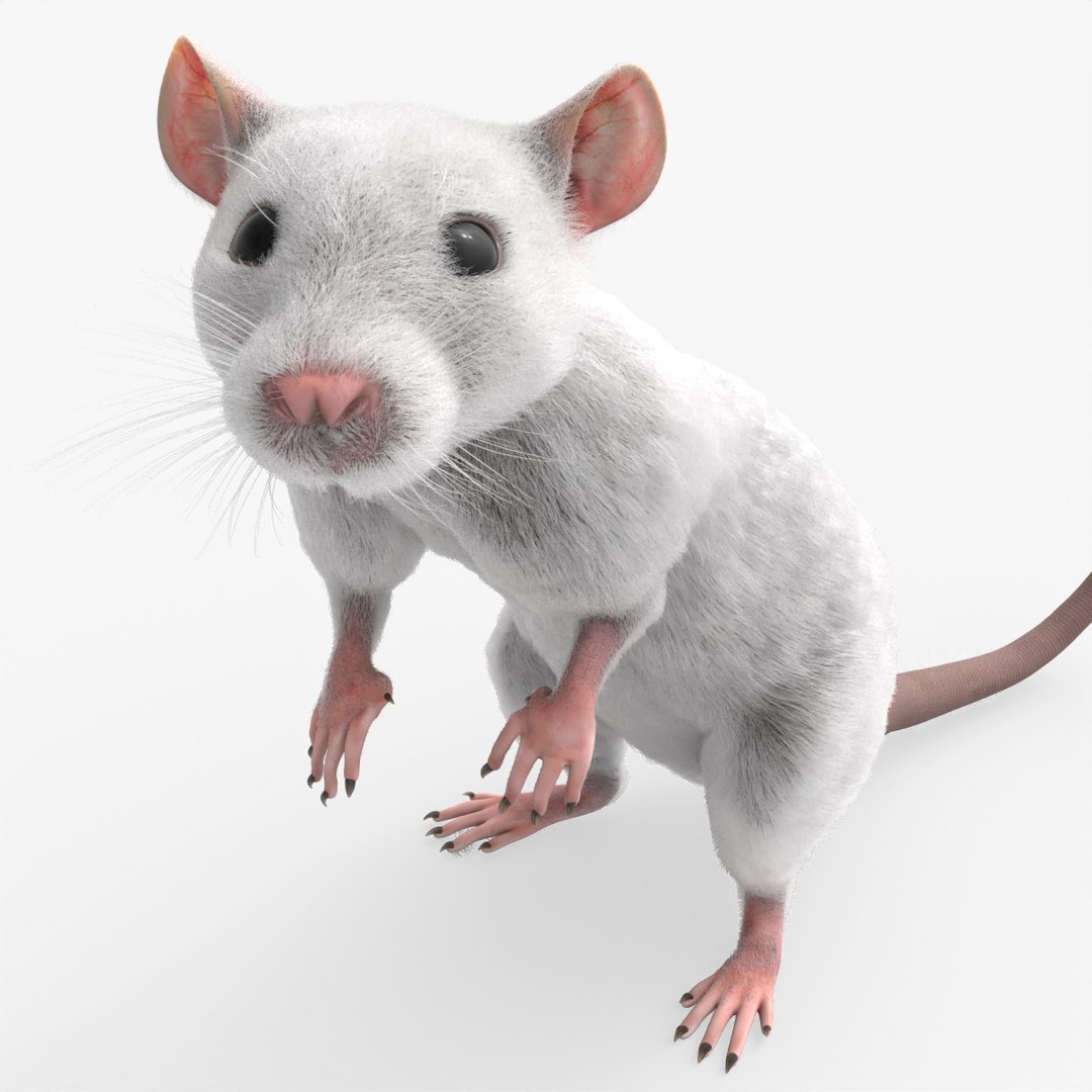 Small Rodent Rat Idle Animated Rigged For Blender Model - TurboSquid ...