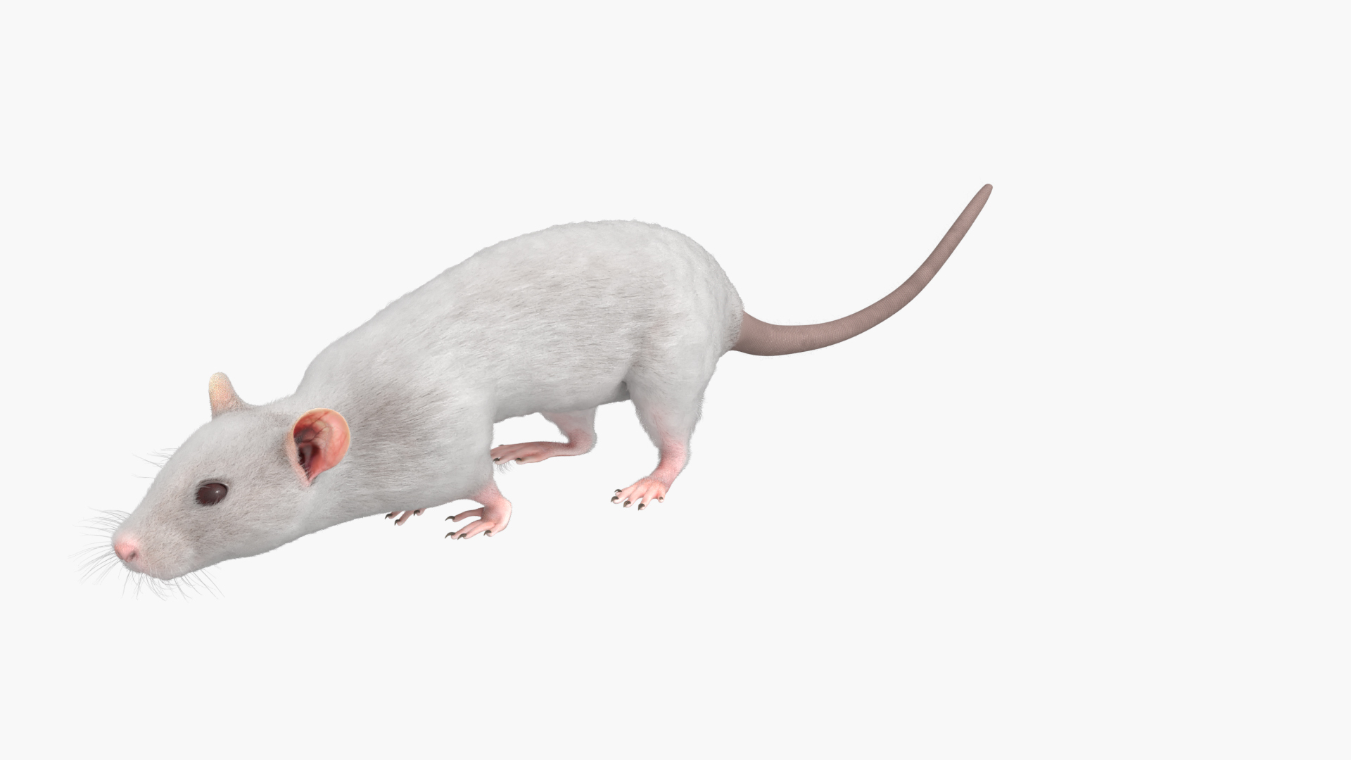 Small Rodent Rat Idle Animated Rigged For Blender Model - TurboSquid ...