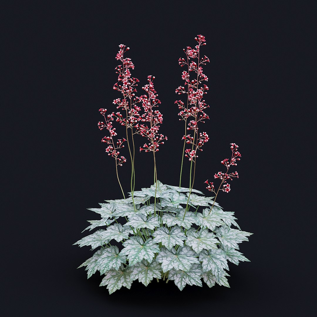 Heuchera Hybrida Vol 2 3D Model - TurboSquid 1981940