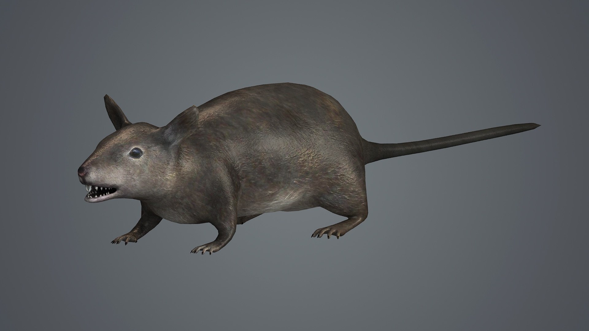 3D Rat Fur Mouse Mice Animals Rodent Farm Epidemic Model - TurboSquid ...