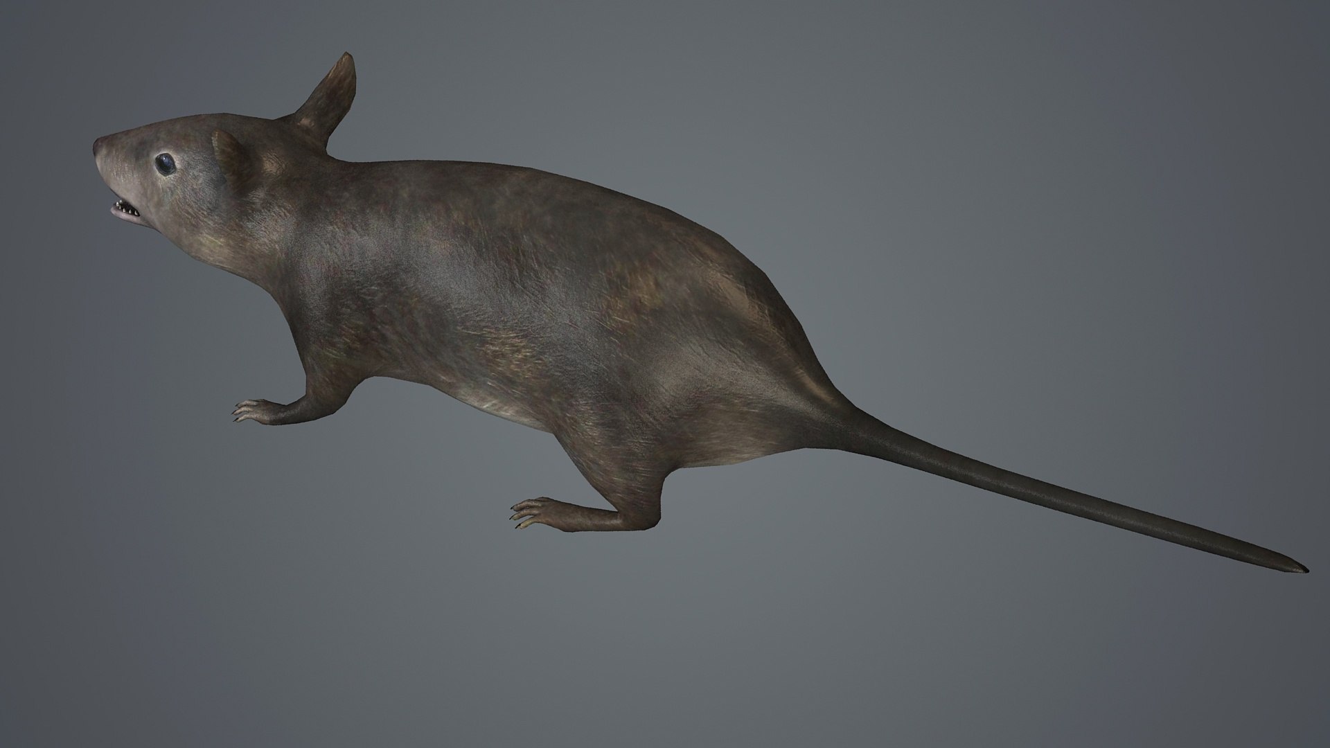 3D Rat Fur Mouse Mice Animals Rodent Farm Epidemic Model - TurboSquid ...