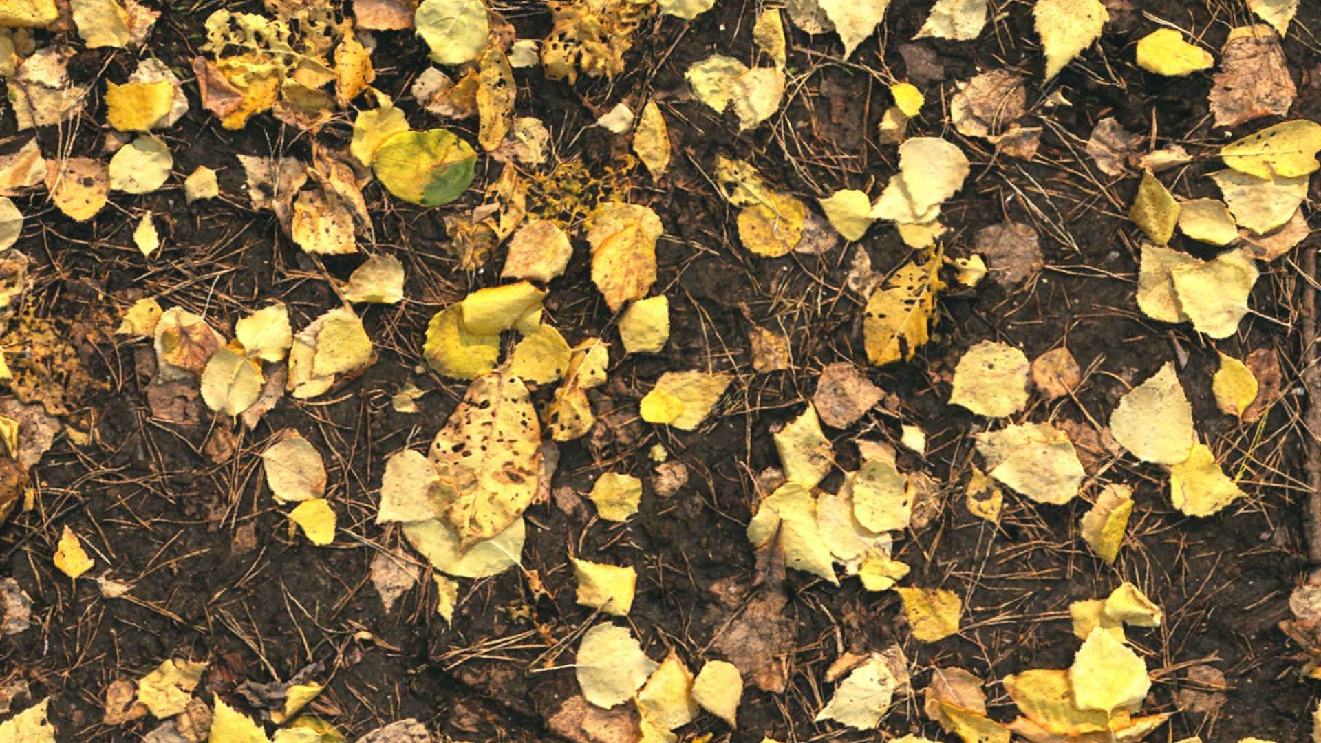 3D Autumn Foliage Material 03 Model - TurboSquid 1966478