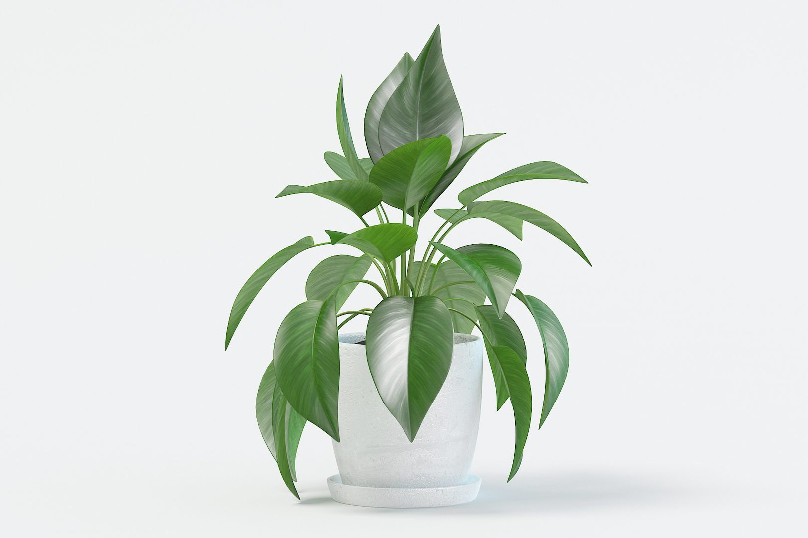 Jade Pothos Plant Pot 3D Model - TurboSquid 1272170