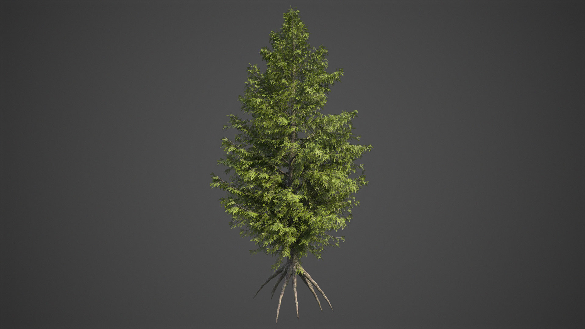 Tree Nature Conifer 3D Model - TurboSquid 1676981