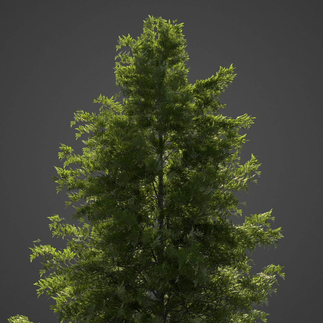Tree Nature Conifer 3D Model - TurboSquid 1676981
