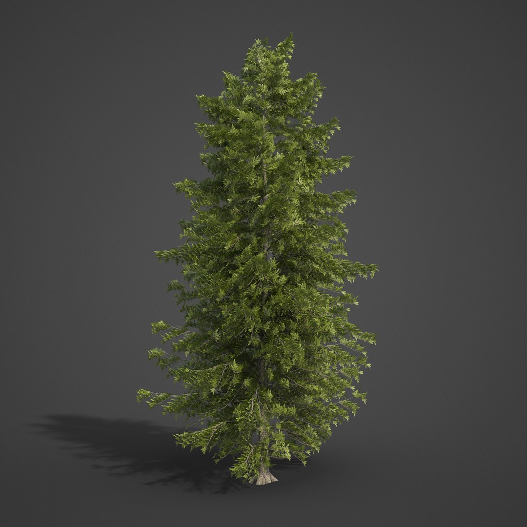 Tree Nature Conifer 3D Model - TurboSquid 1676981