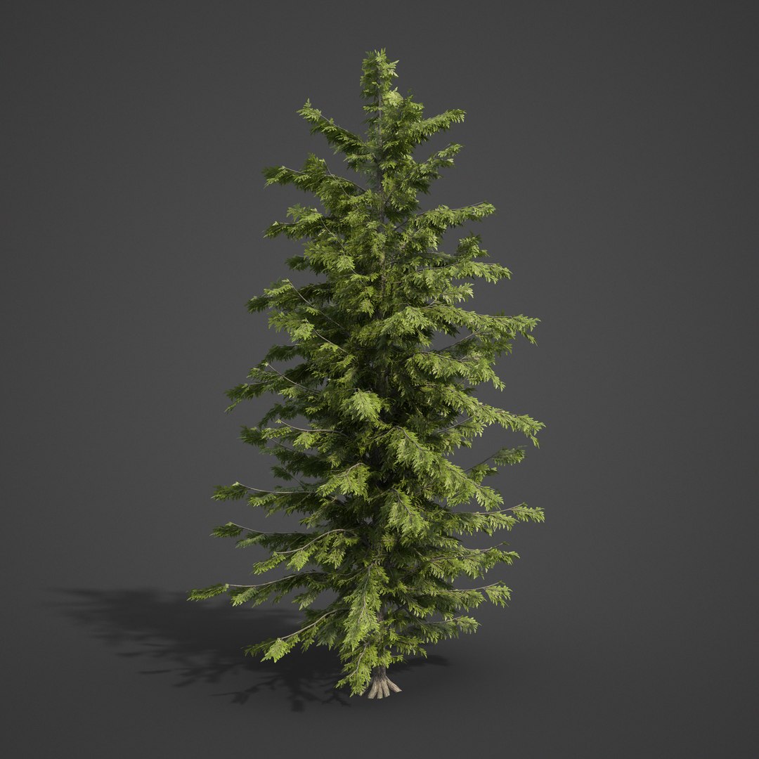 Tree Nature Conifer 3D Model - TurboSquid 1676981