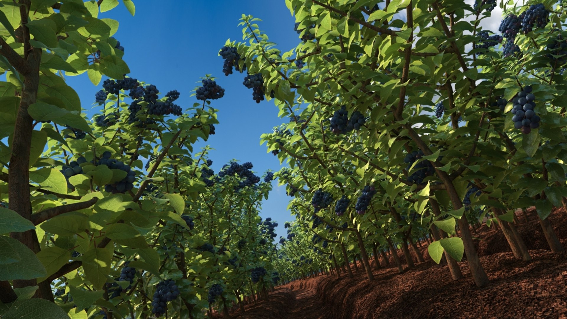 Blueberry Field 3d Max
