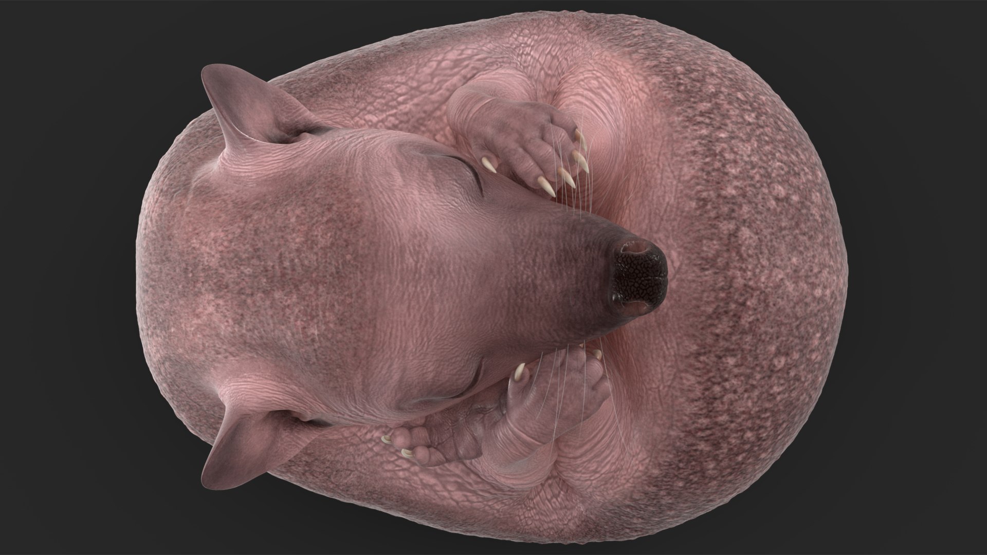 3D Curled Up Bald Hedgehog - TurboSquid 2070446