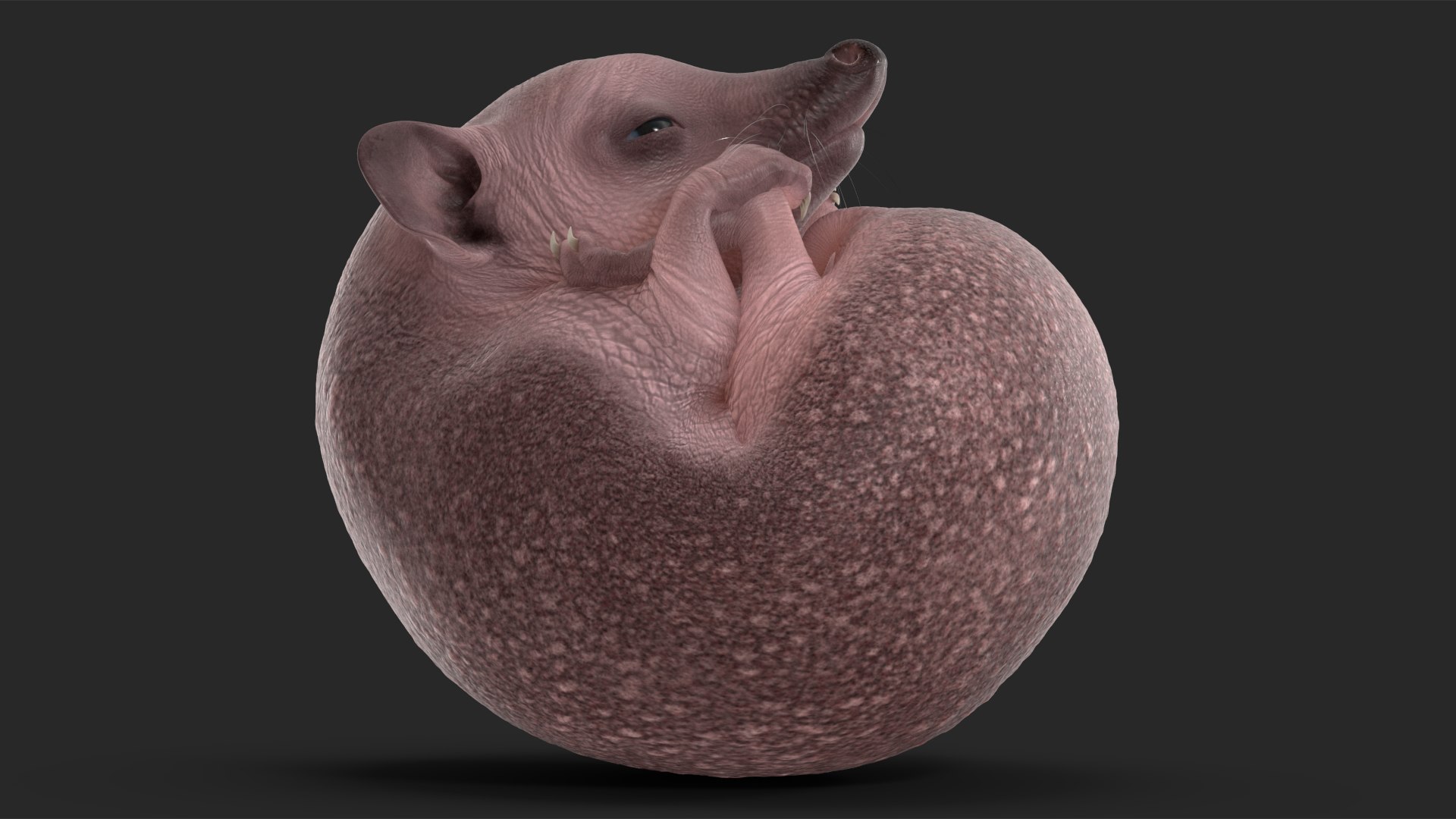 3D Curled Up Bald Hedgehog - TurboSquid 2070446