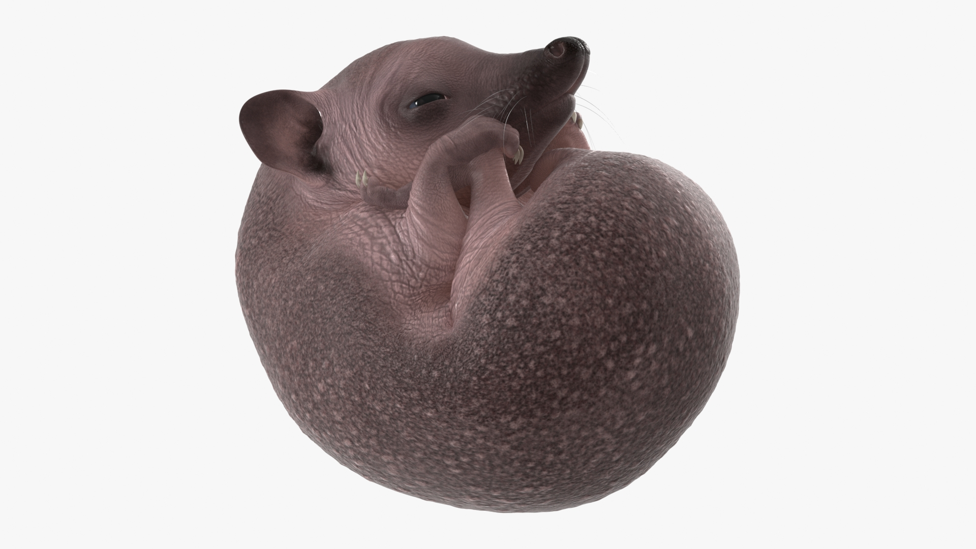 3D Curled Up Bald Hedgehog - TurboSquid 2070446