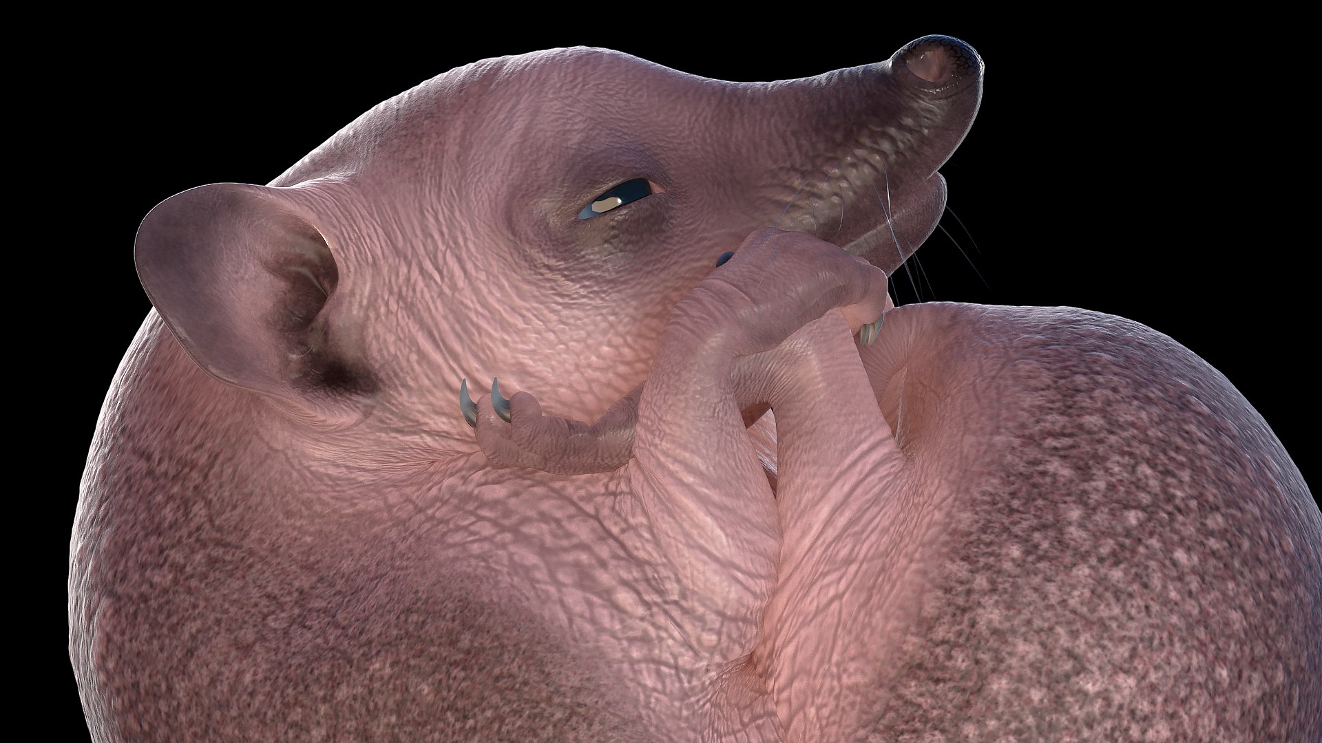 3D Curled Up Bald Hedgehog - TurboSquid 2070446