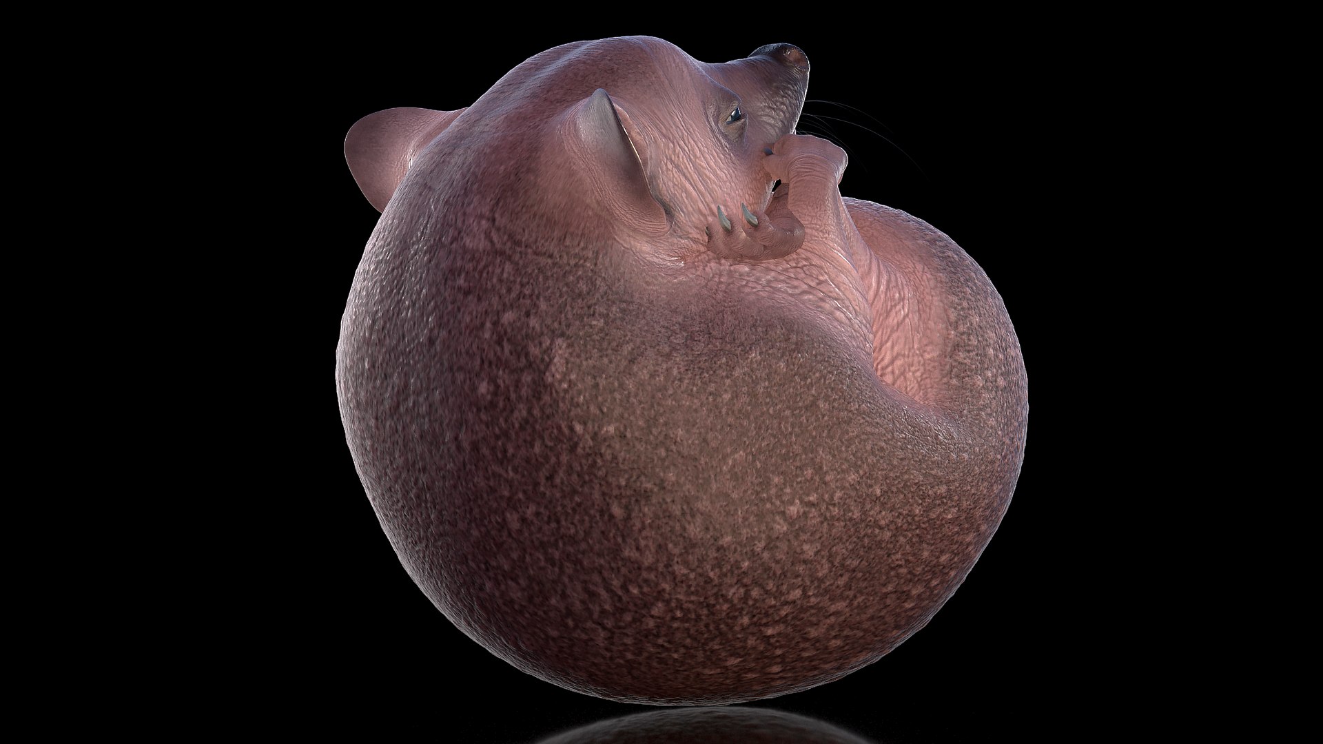 3D Curled Up Bald Hedgehog - TurboSquid 2070446