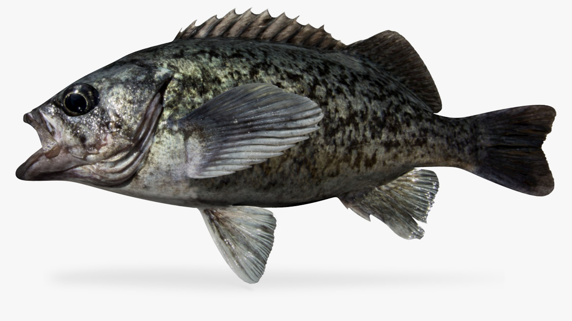 3D Blue Rockfish Sebastes Mystinus - TurboSquid 1413502