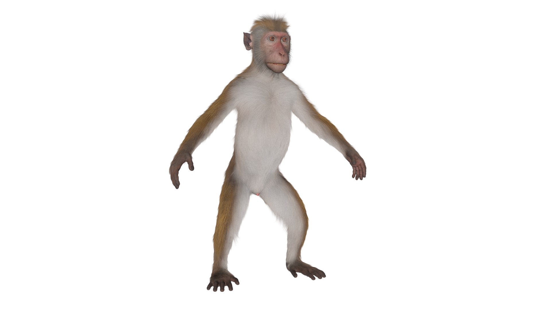 Wild Rhesus Monkey Light Brown Fur For Maya Rigged 3D Model ...