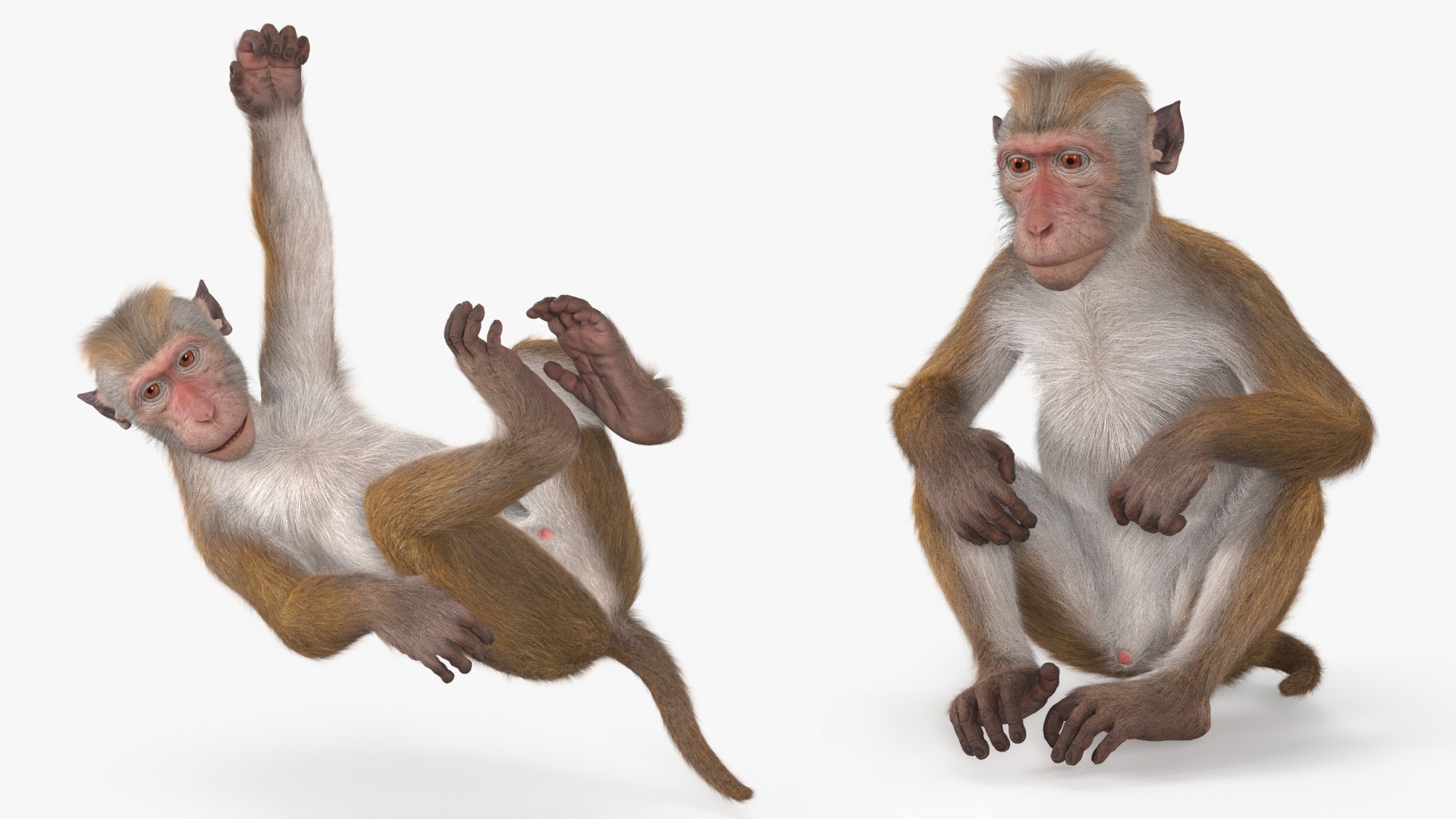 Wild Rhesus Monkey Light Brown Fur For Maya Rigged 3D Model ...