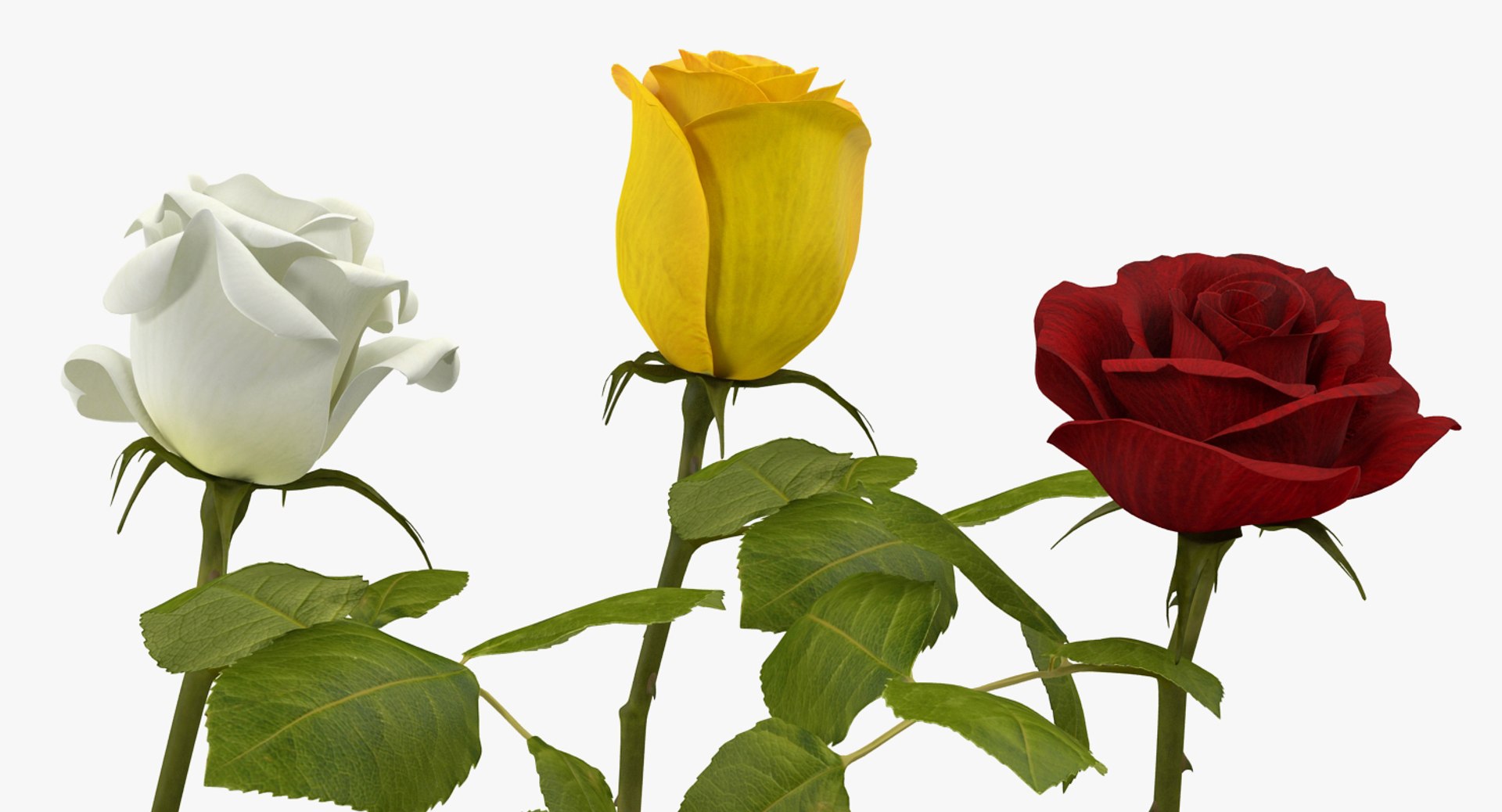 3D Roses 2 - TurboSquid 1177357