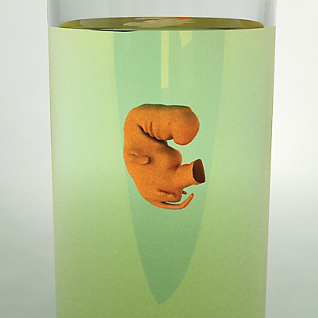 3d Weeks Human Embryo Model