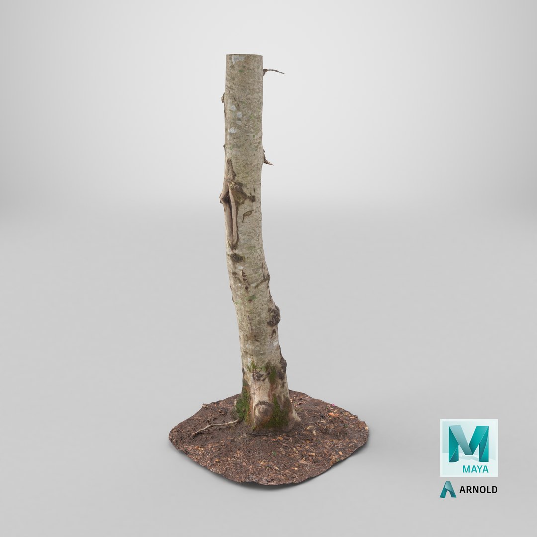 3D Scanned Forest Tree Trunk 02 StemCell Model - TurboSquid 2290534