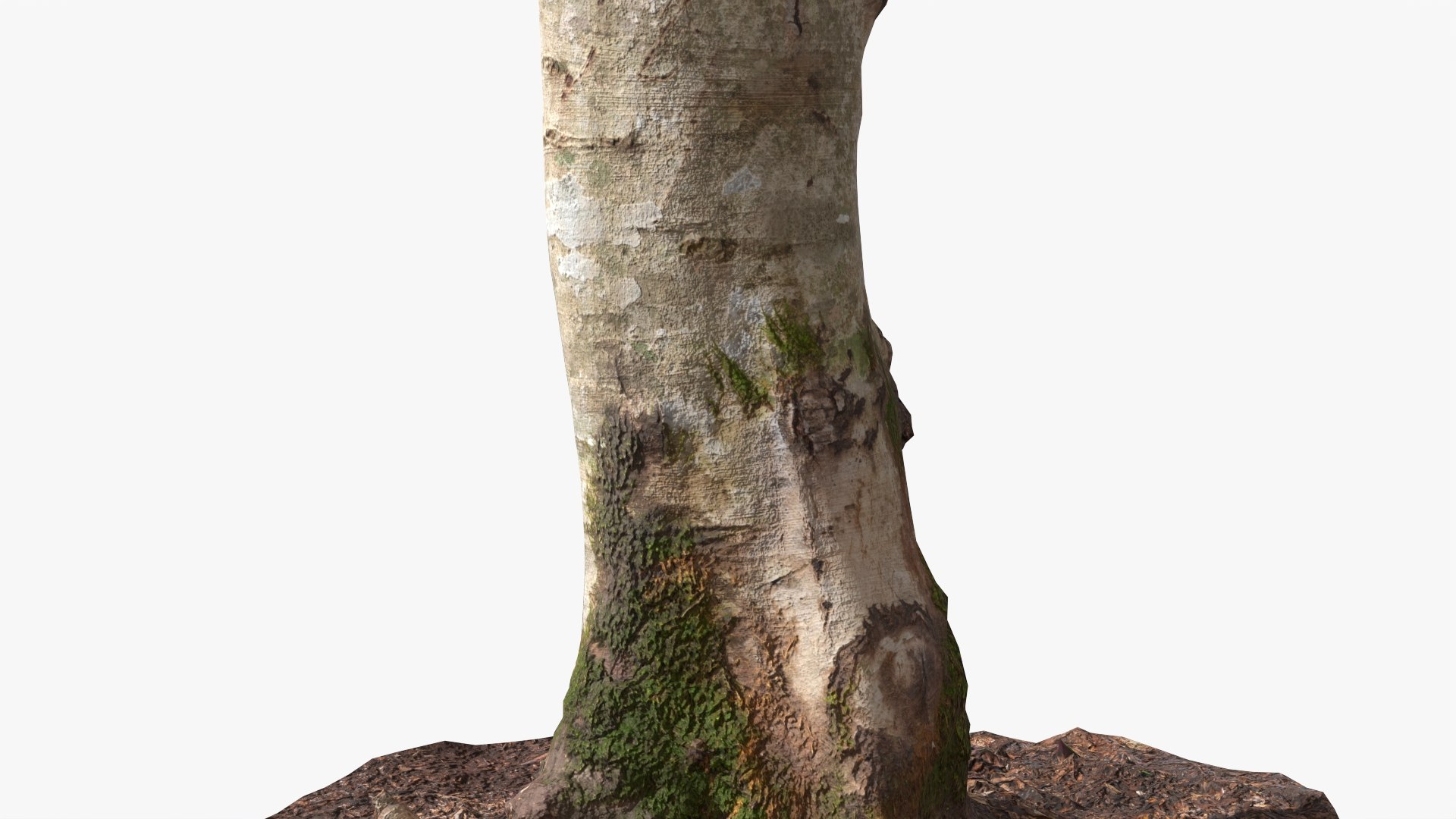 3D Scanned Forest Tree Trunk 02 StemCell Model - TurboSquid 2290534