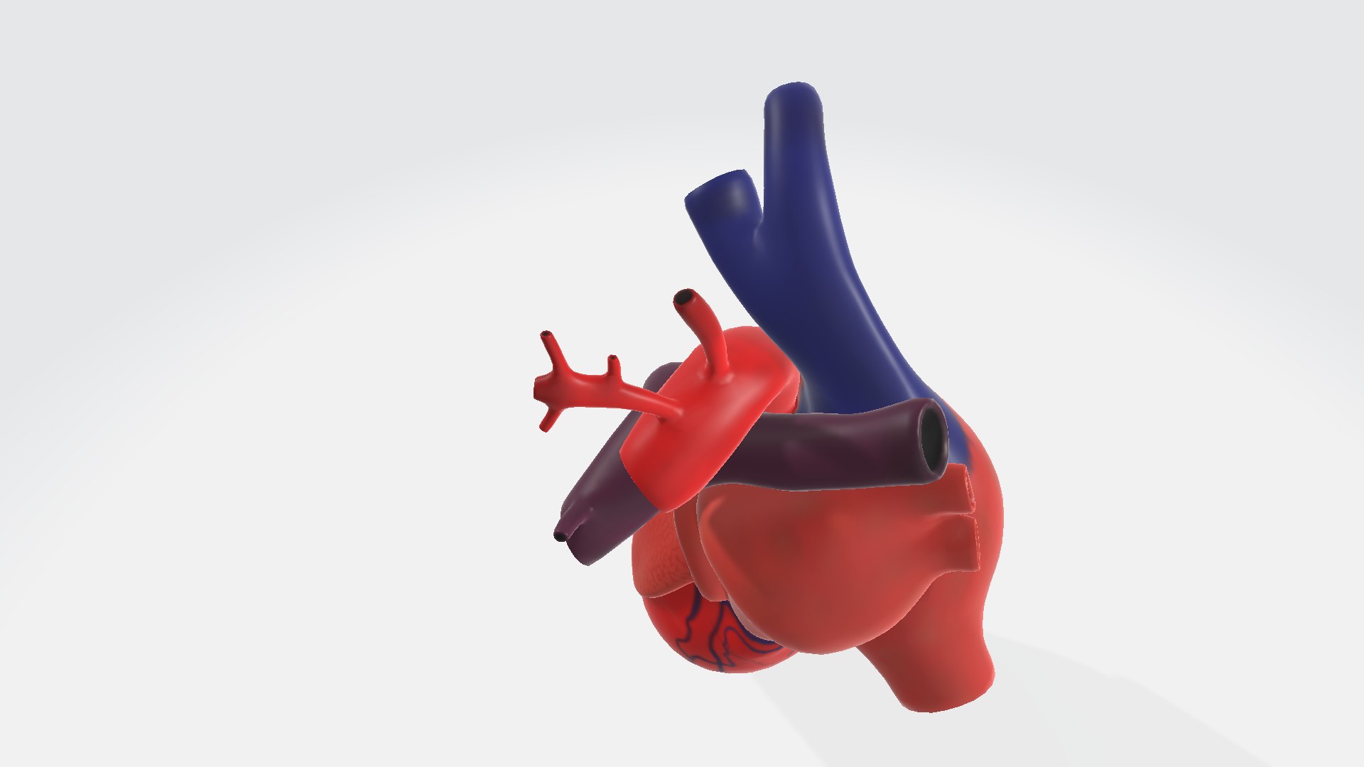 Human Heart 3D Model - TurboSquid 2296146
