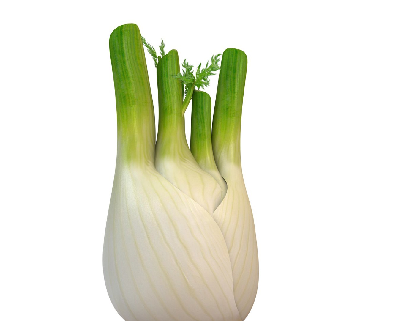 3D Fennel Model - TurboSquid 1544492