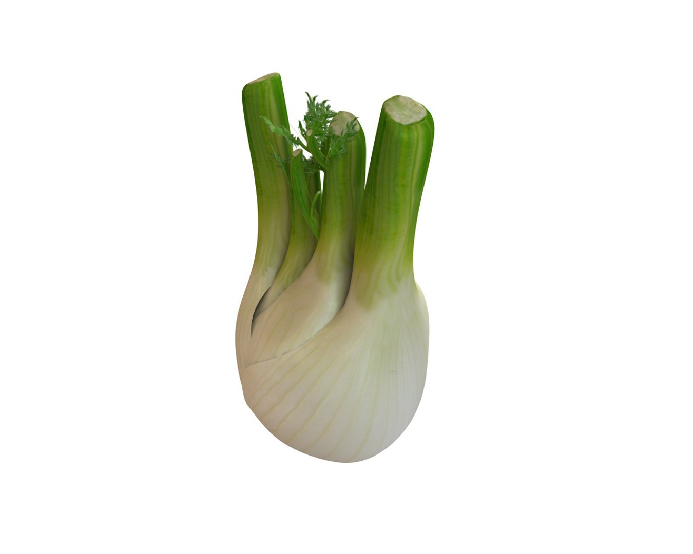 3D Fennel Model - TurboSquid 1544492