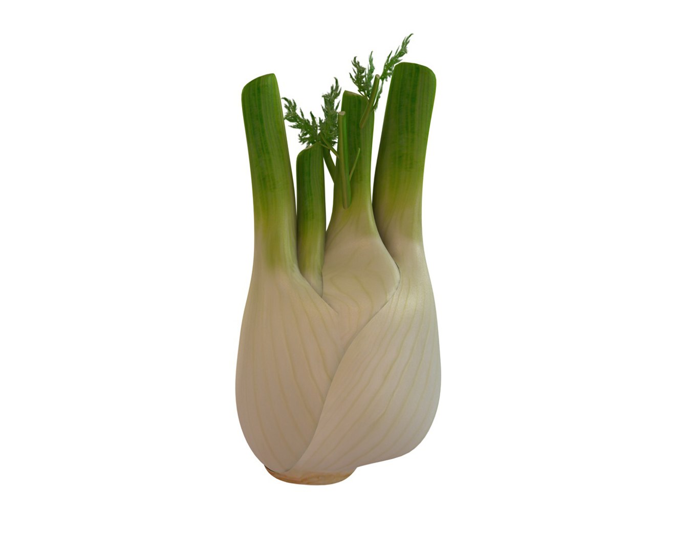 3D Fennel Model - TurboSquid 1544492