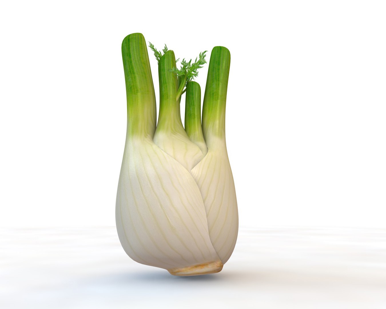 3D Fennel Model - TurboSquid 1544492